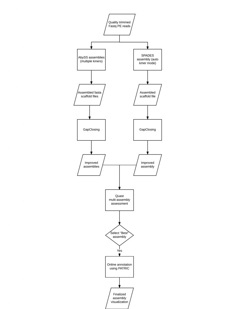 De novo genome assembly – NGS Analysis