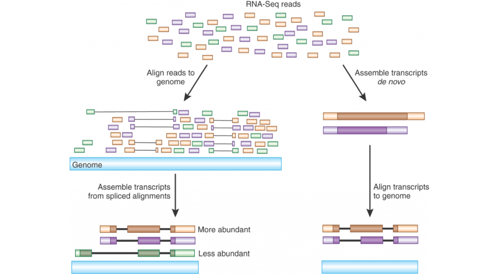 RNA-seq Analysis – NGS Analysis