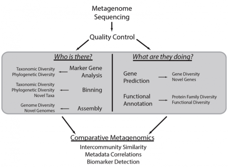 Metagenomics – NGS Analysis