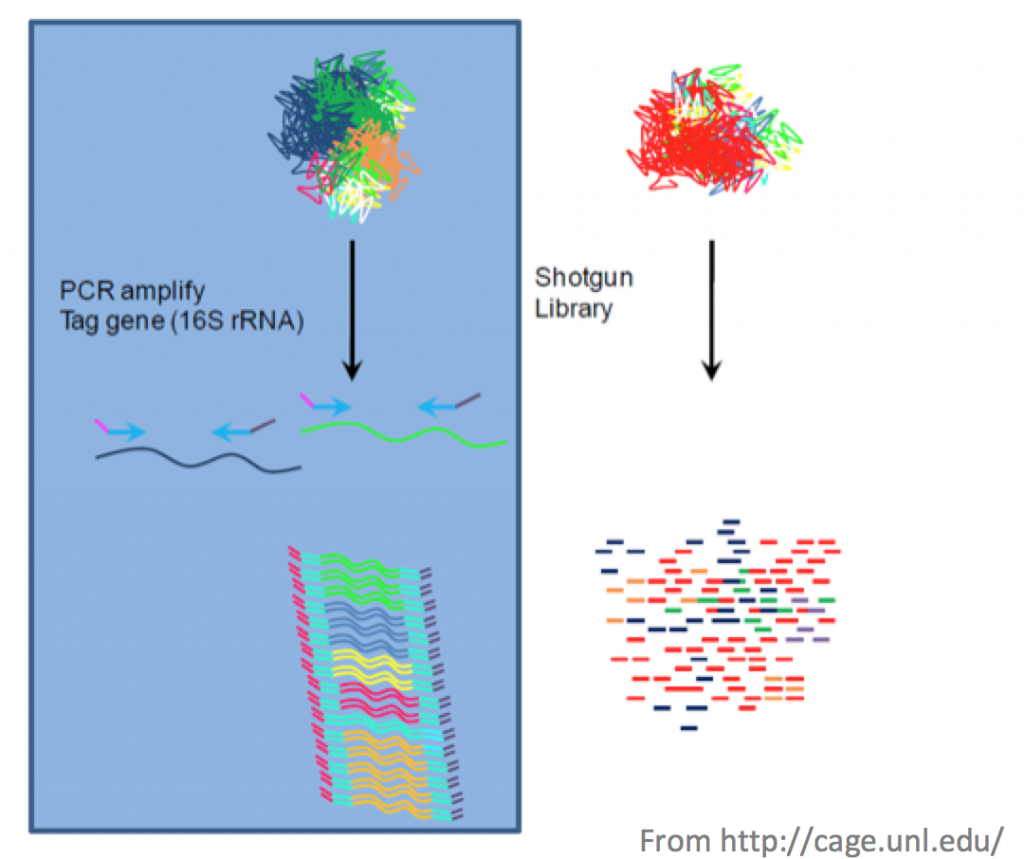 Metagenomics – NGS Analysis