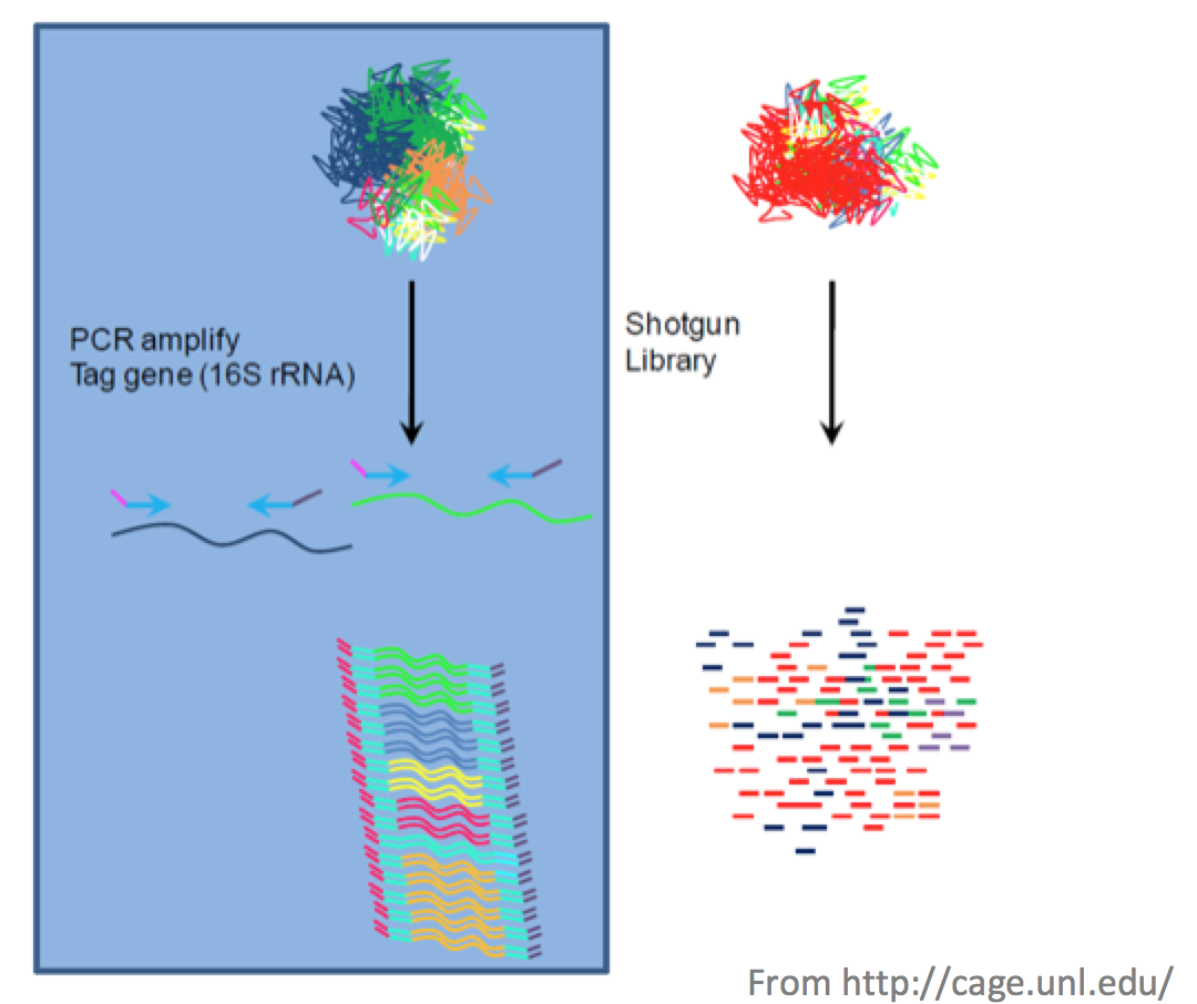 Metagenomics – NGS Analysis